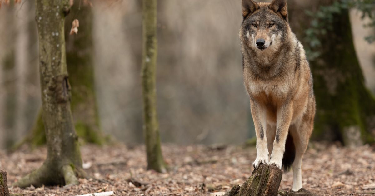 Why Dogs Are Essential to Humans: The Unbreakable Bond That Enriches ...