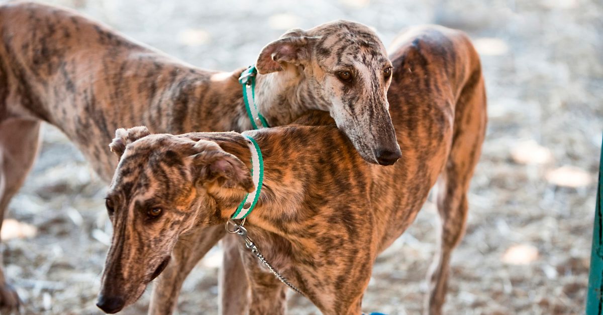 Greyhound or Cane Corso: What the Dallas/Fort Worth area Residents Need ...